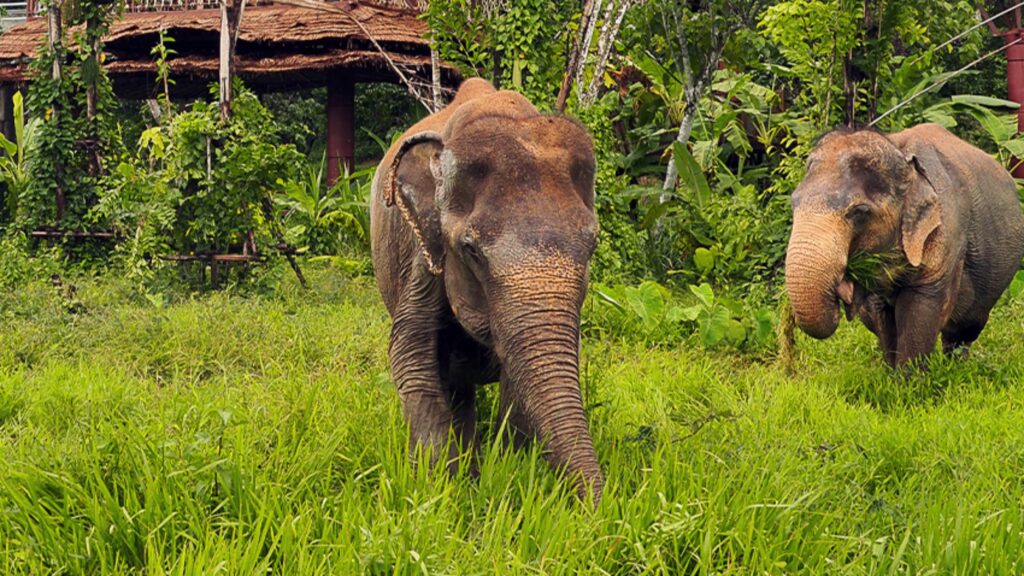 Half Day Ethical Elephant Experience in Phuket | Tripseed